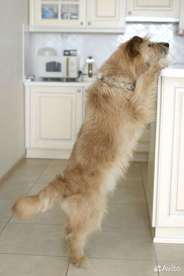 Настоящий блондин