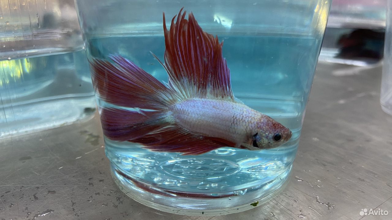 Петушок двойной хвост жемчужно-красный