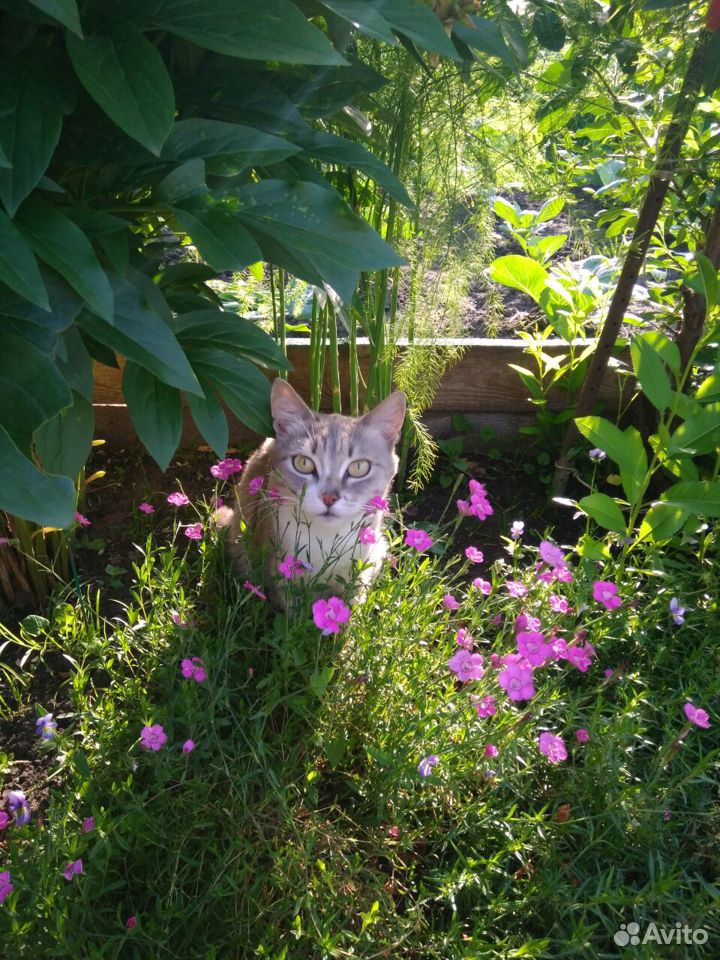 Кошка ищет заботливые руки