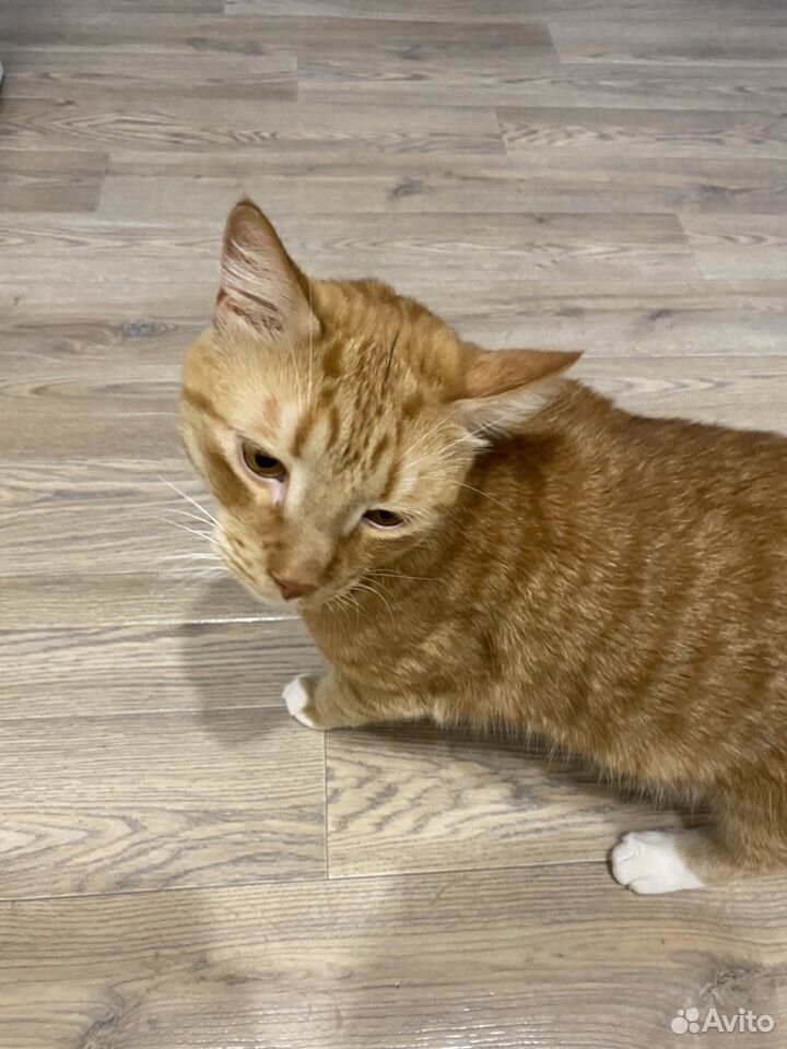 Кот