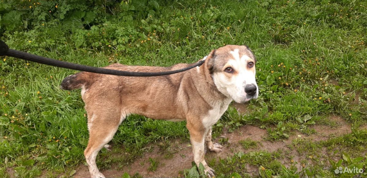 Алабай Герда, 1год