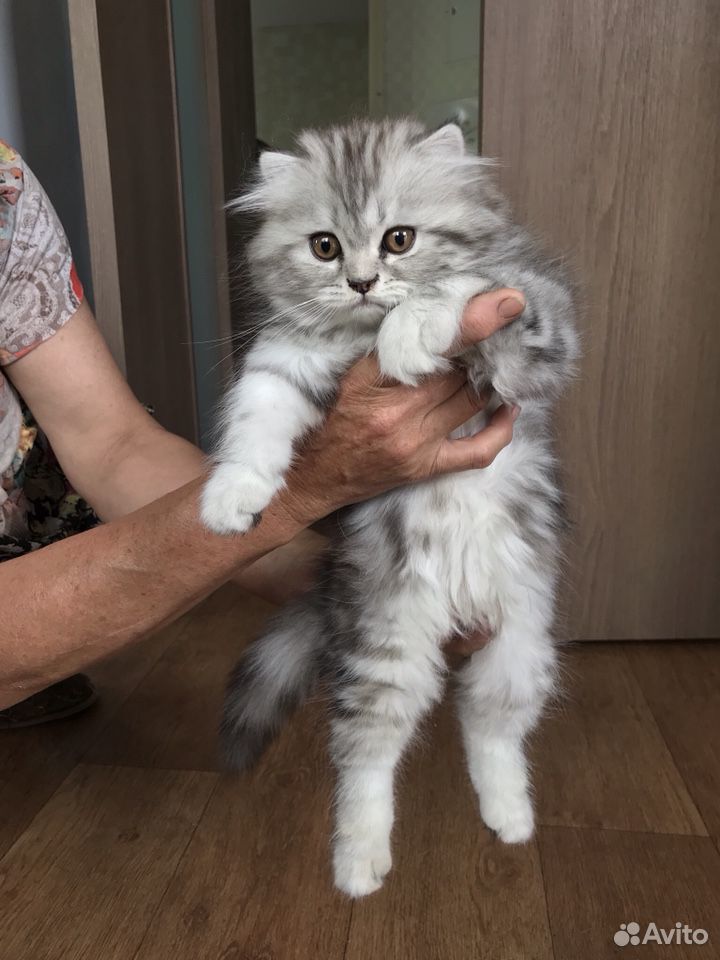Продаётся котёнок «Перс»