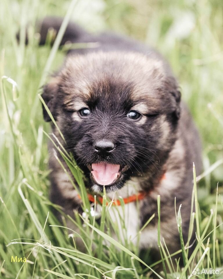 Щенки метис Норвежской Лайки в Поиске Дома