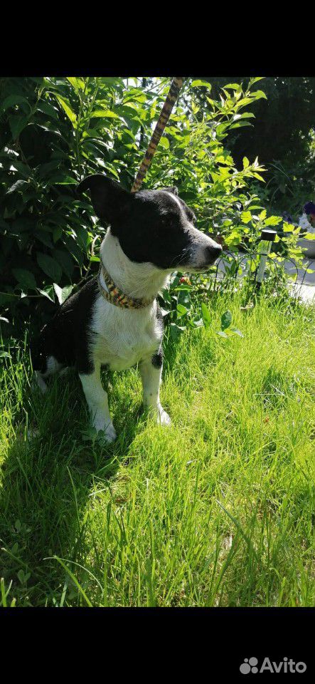 Метис Джек Рассел терьер ищет дом