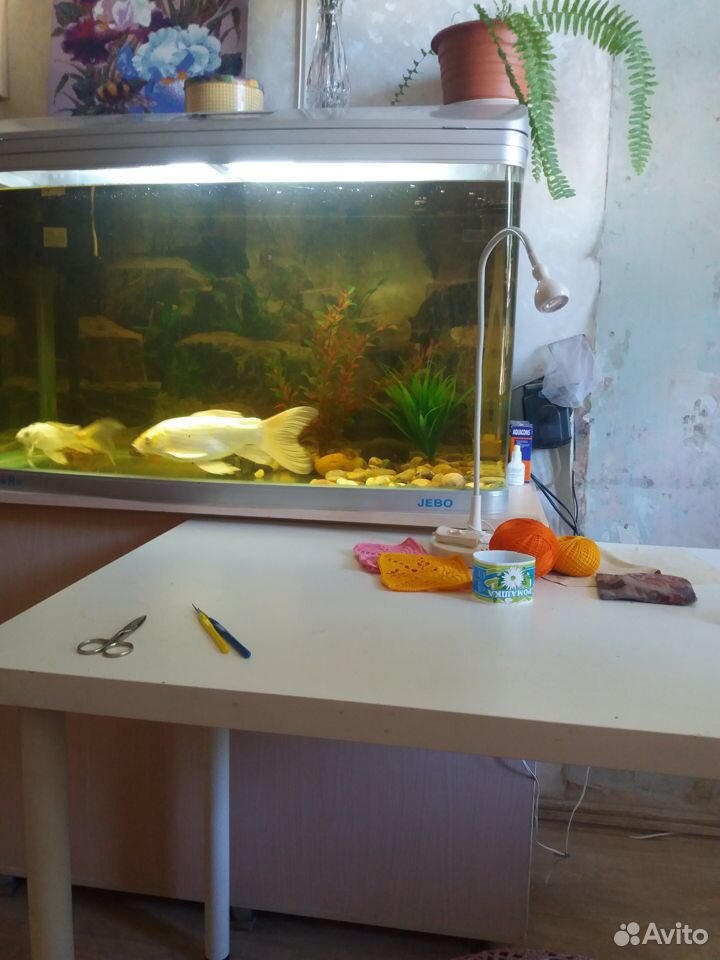 Аквариумные рыбки