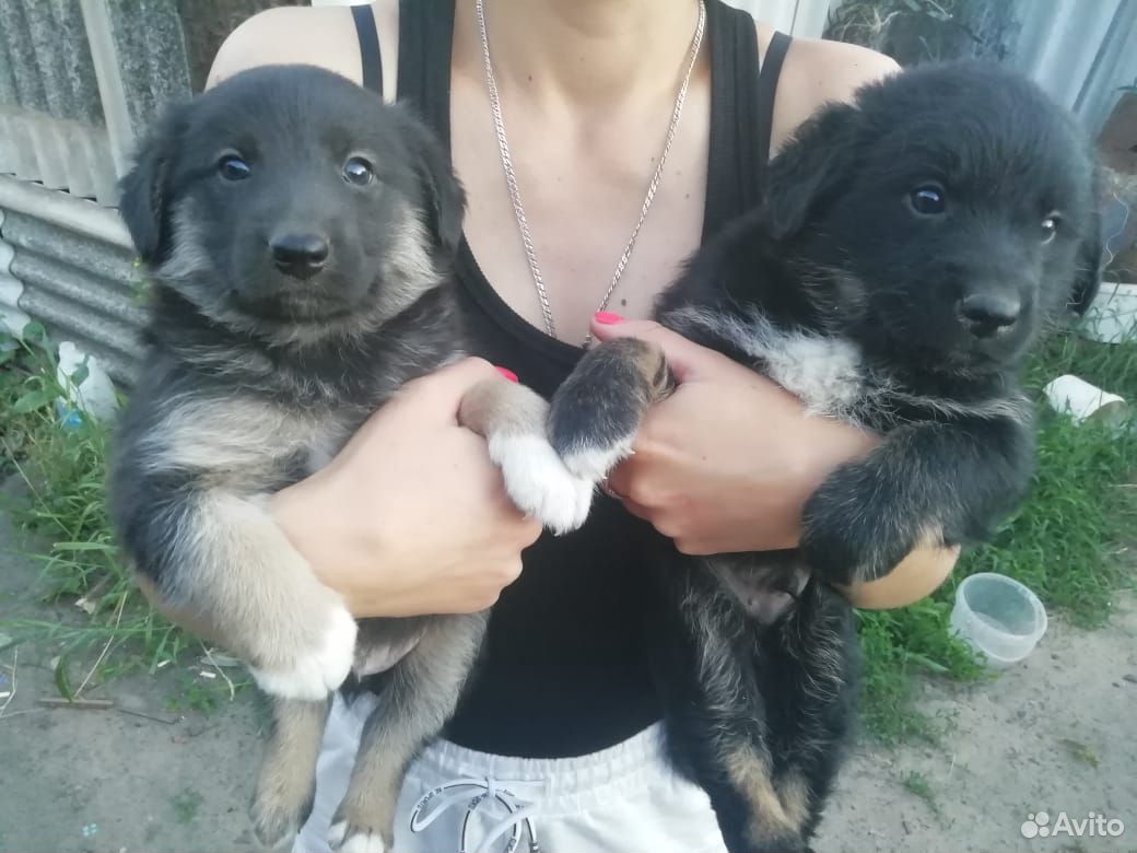 Отдам в добрые руки