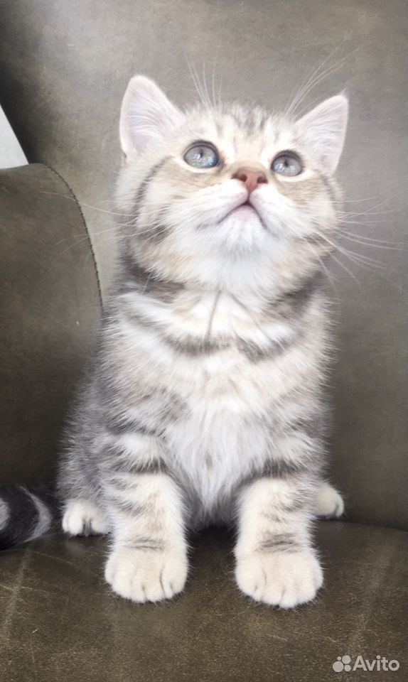 Британский котенок