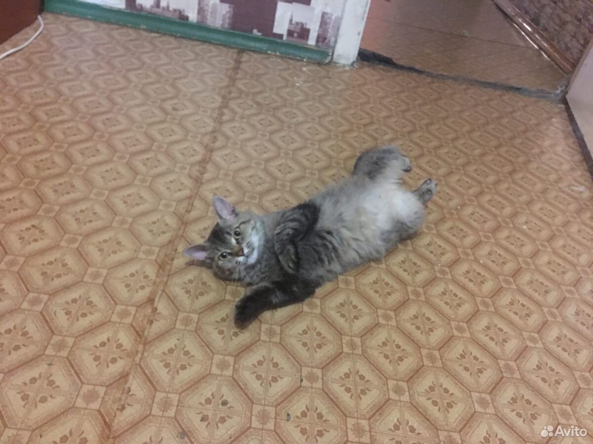 Кошечка в добрые руки