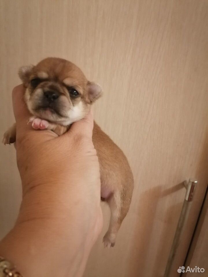 Чишки детишки