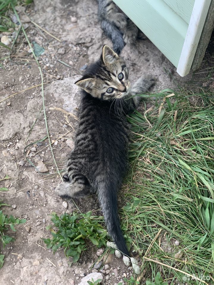 Шотландские прямоухие котятки