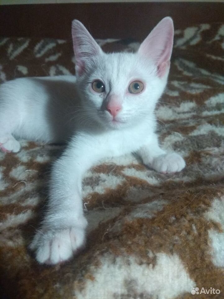 Отдам белую котеечку В добрые ручки