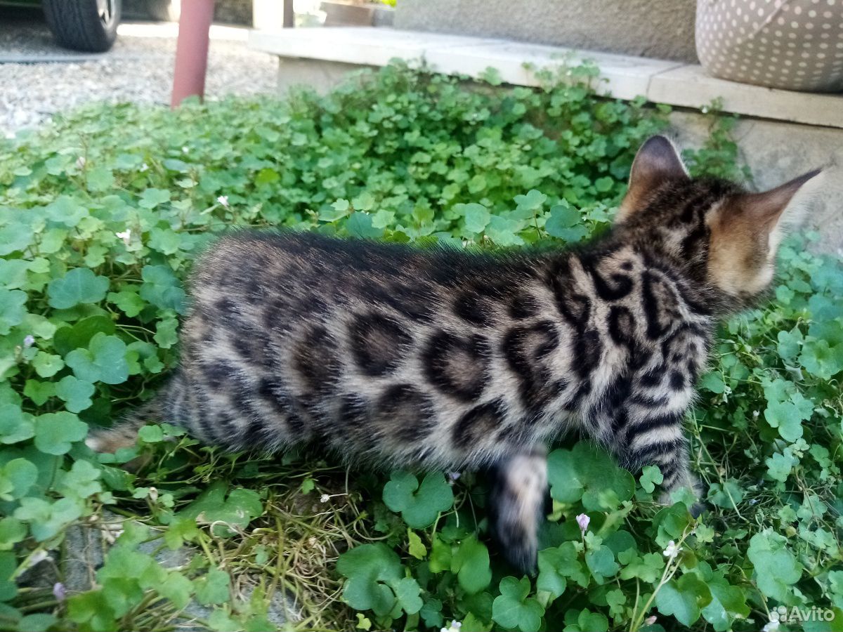 Бенгальские котята