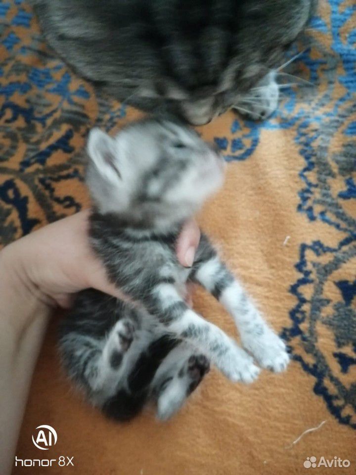 Котята британчики