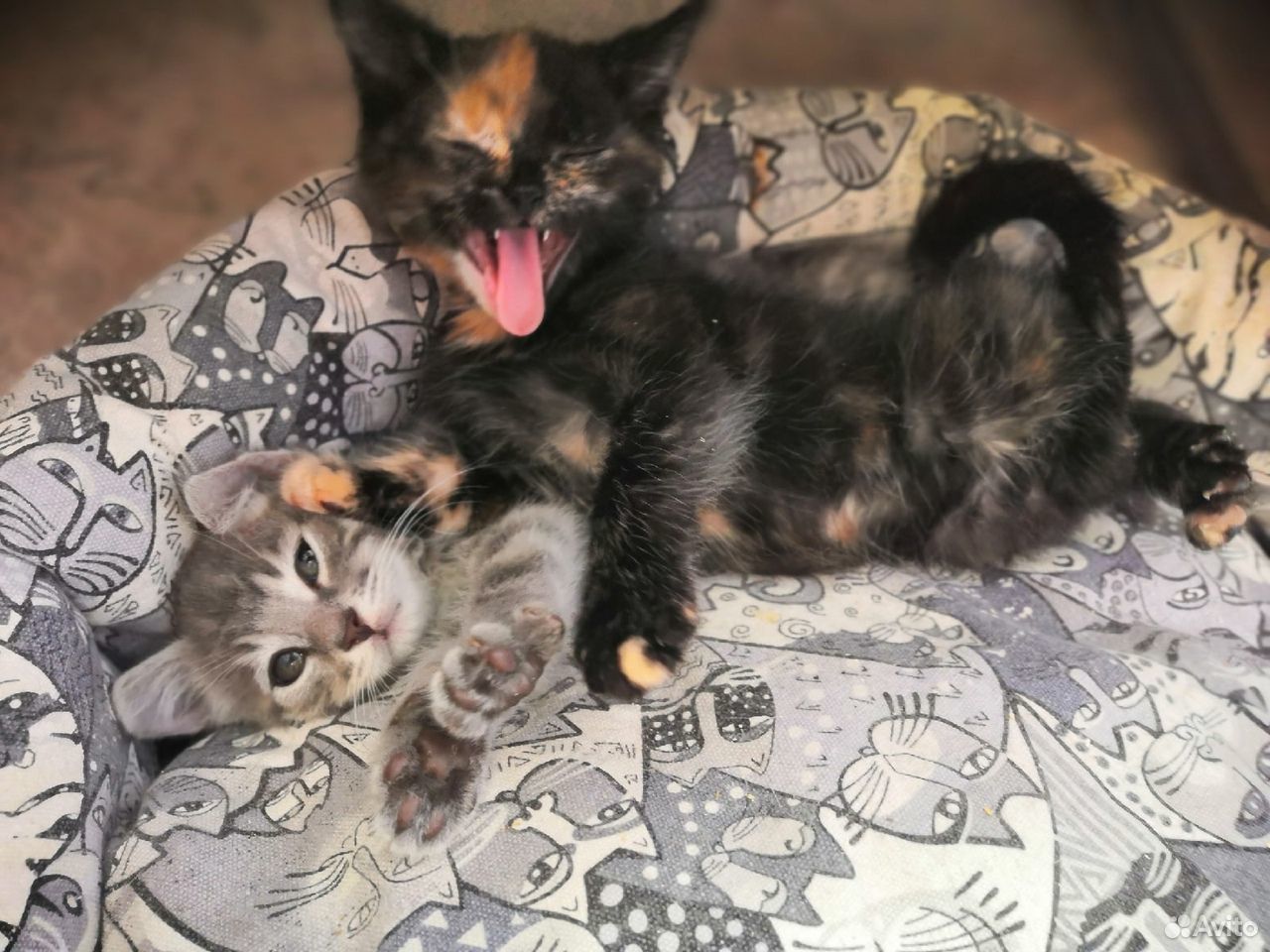 Котята, спасённые с улицы, ищут дома