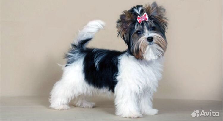 Ищу щенка породы «бивер йорк»