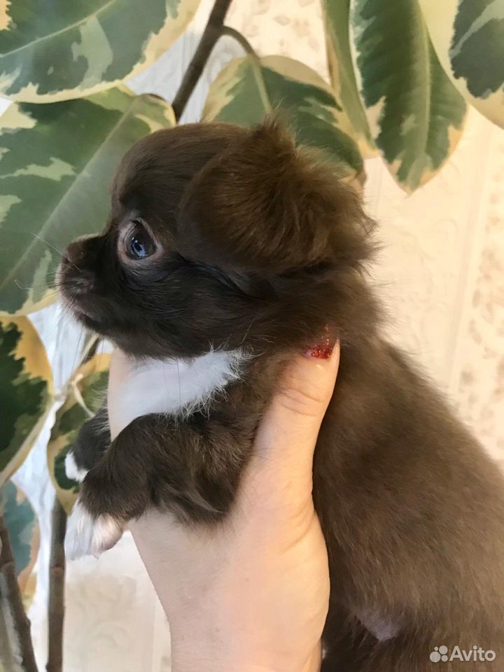 Щенок