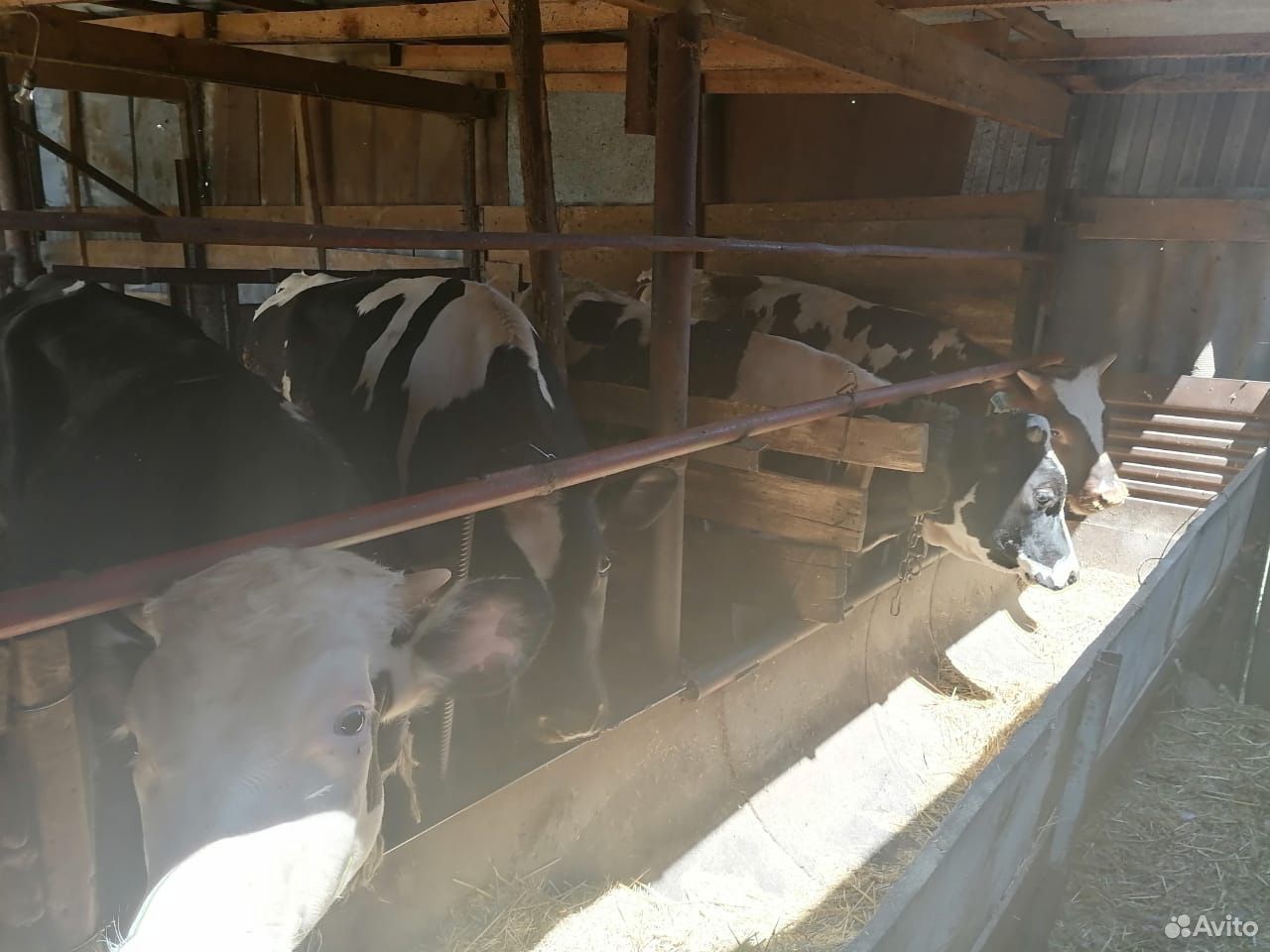 Продаю бычков