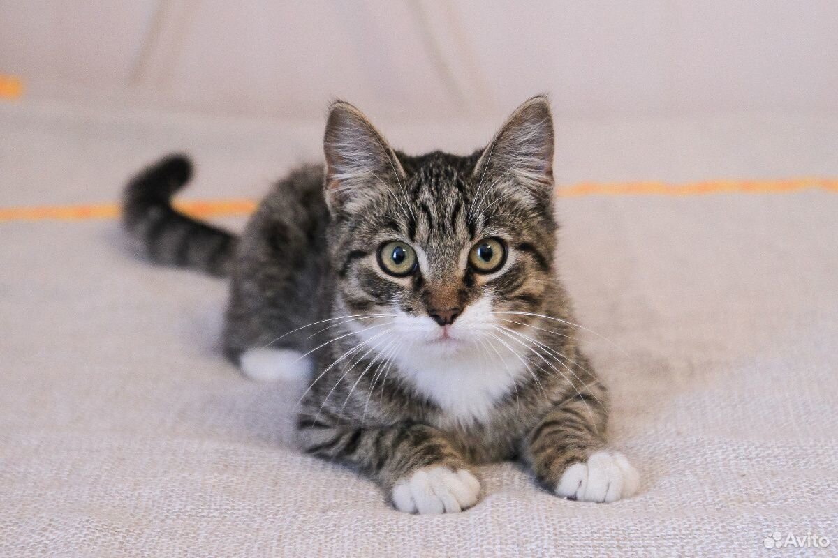 Котенок Семушка 4 мес