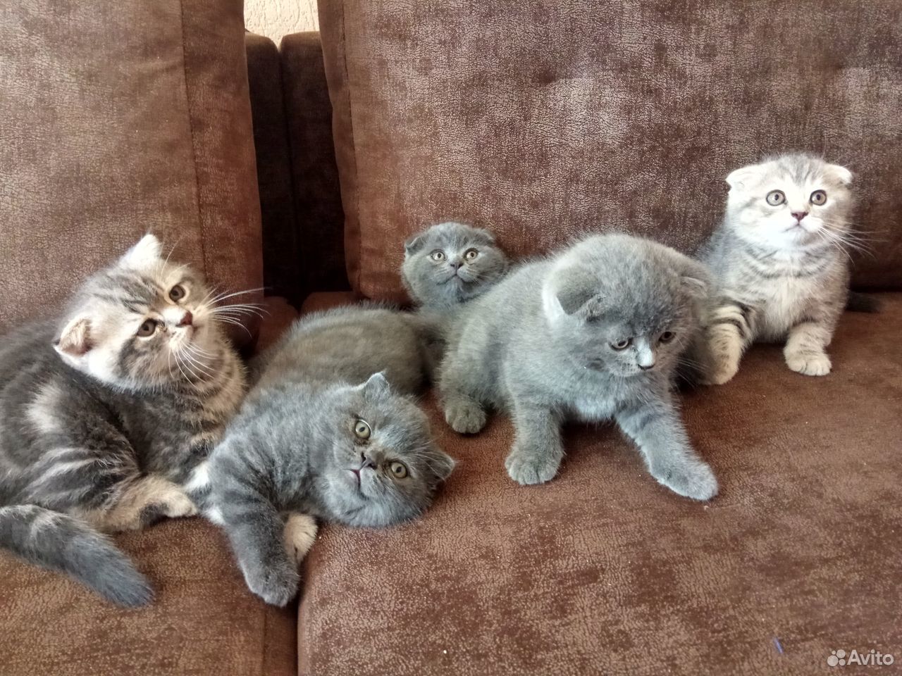 Британские вислоухие котята " Мраморного окраса "