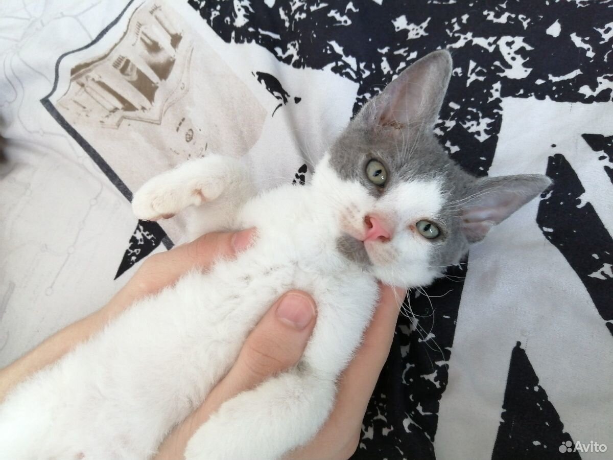 Котик в добрые руки