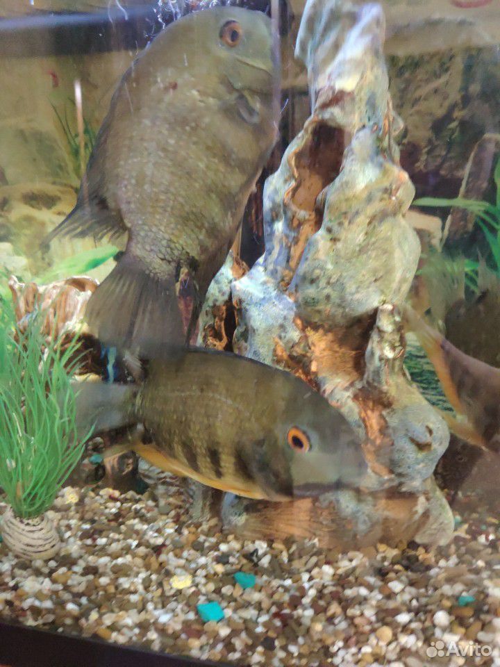 Продам Северум бирюзовый 15см