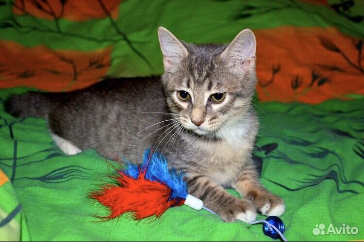Кошка Мята 3,5 мес