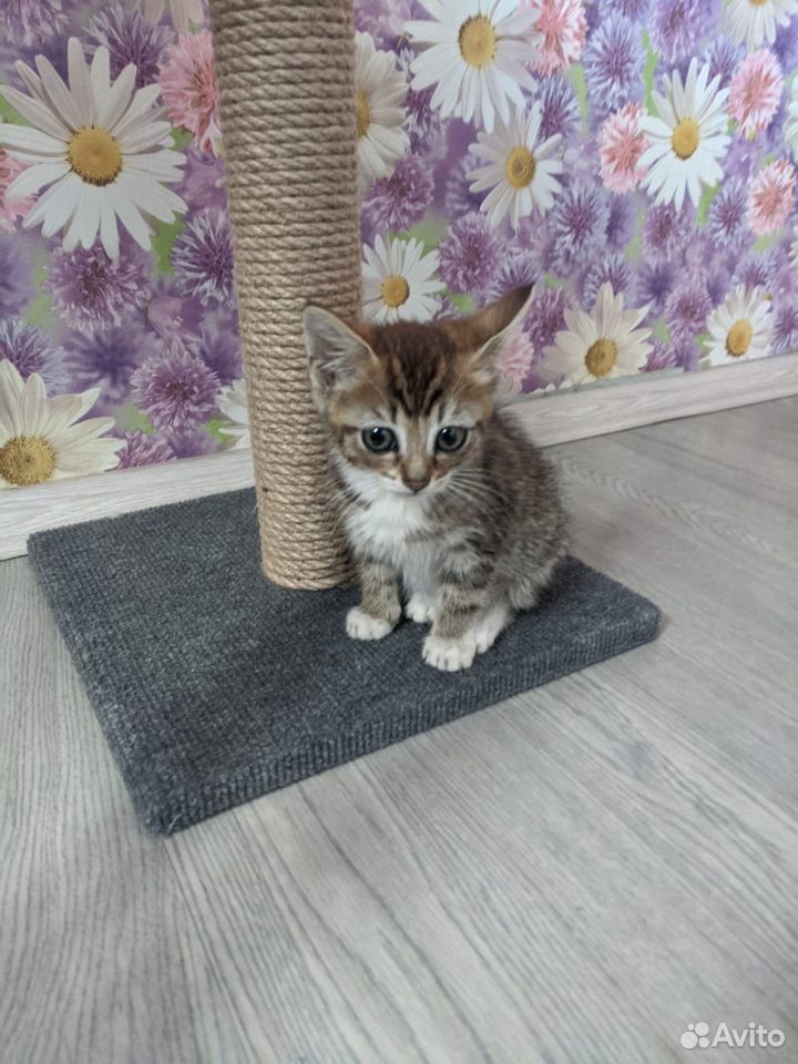 Энни 2 месяца