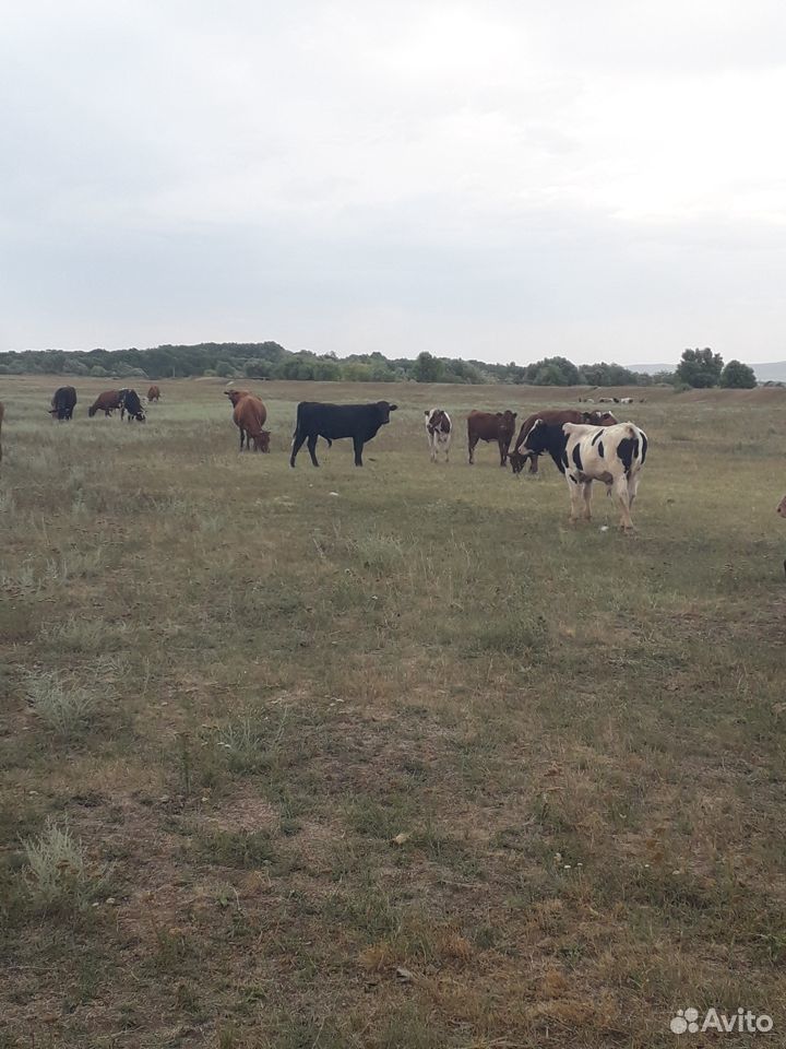 Каровы.быки,телята