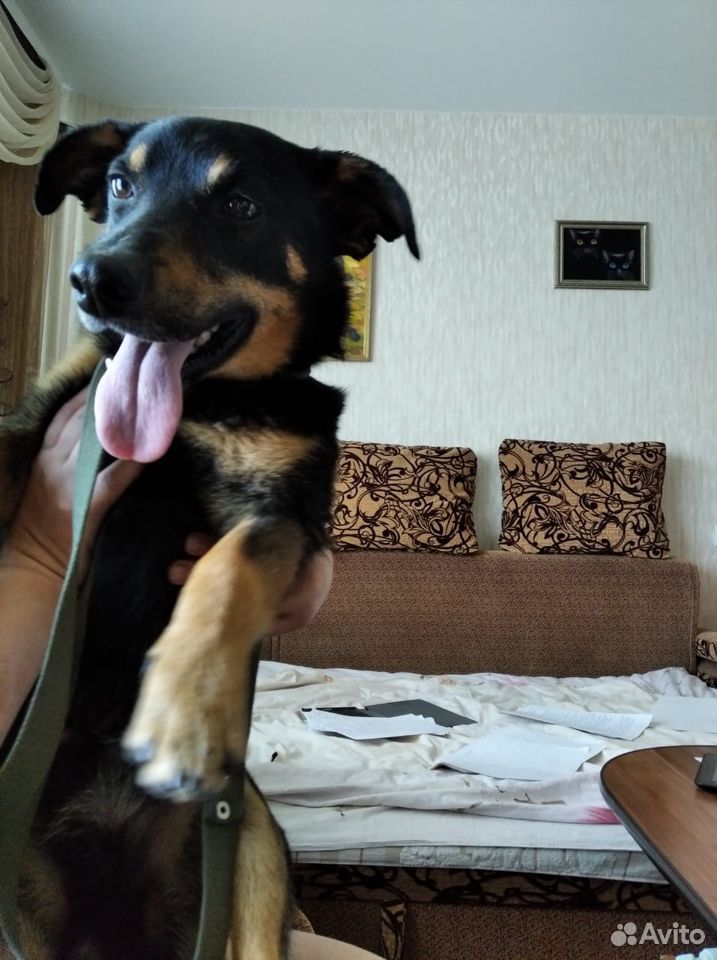 Собаки