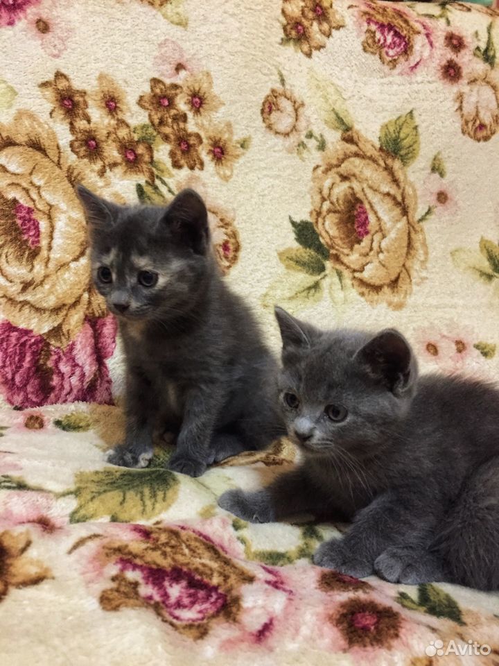 Отдам в добрые руки