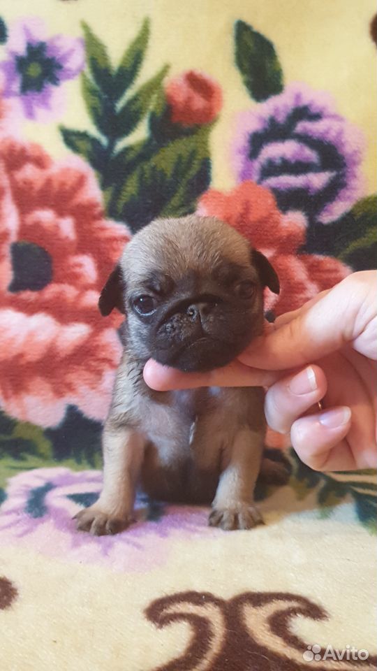 Девочки мопс