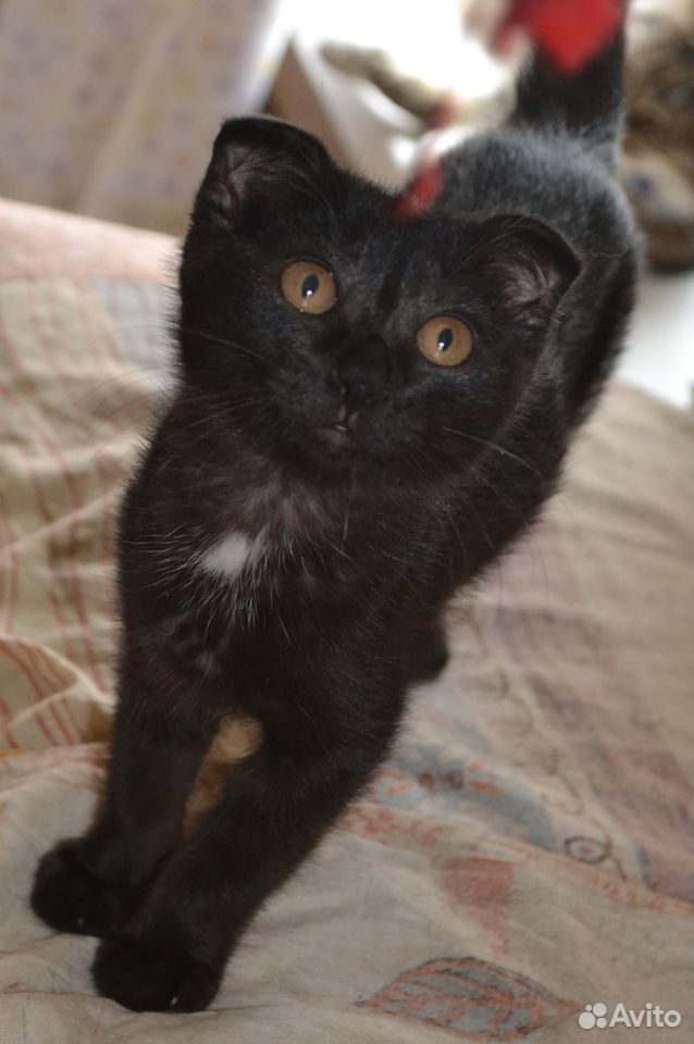 Котенок Либи в добрые руки