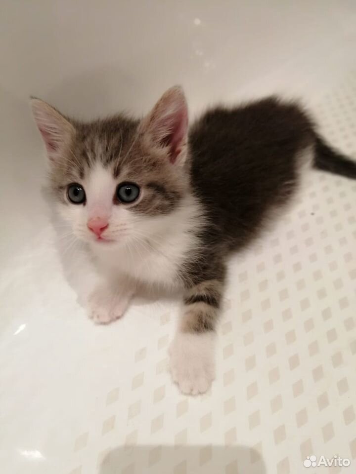 Котёнок в добрые руки