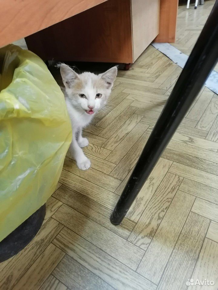 Кошка