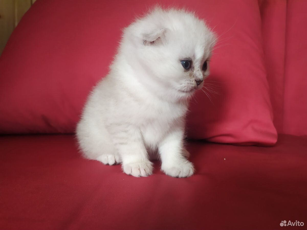 Британские пушистики