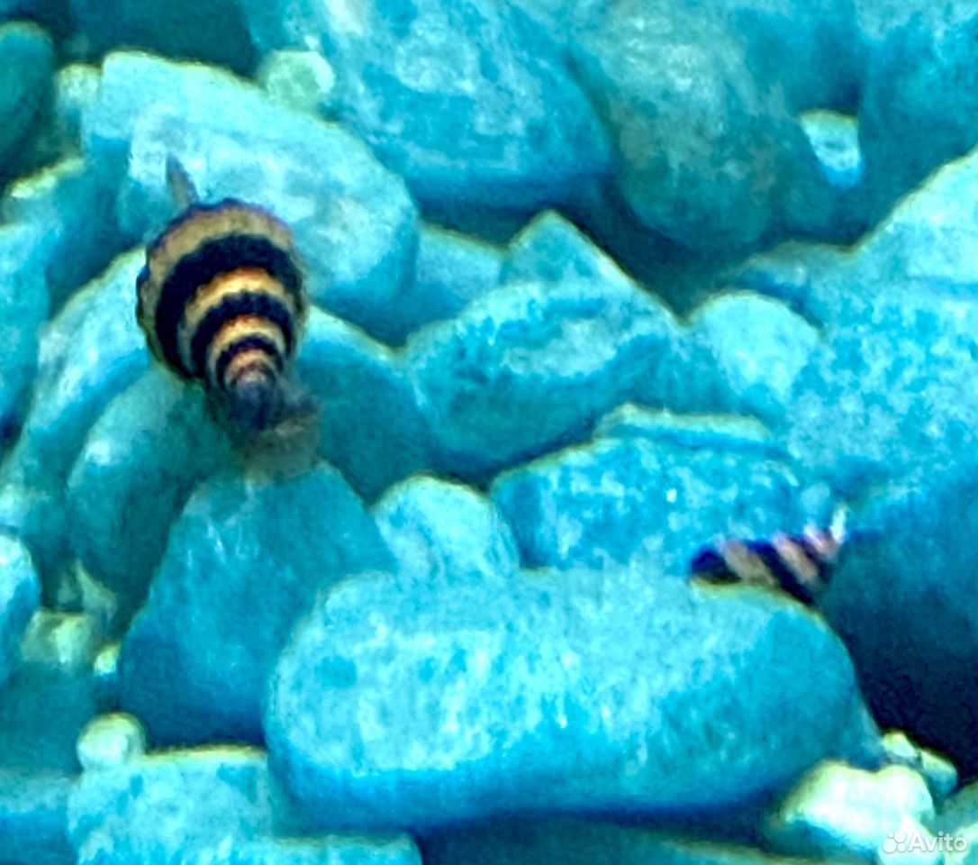 Хищные улитки хилена