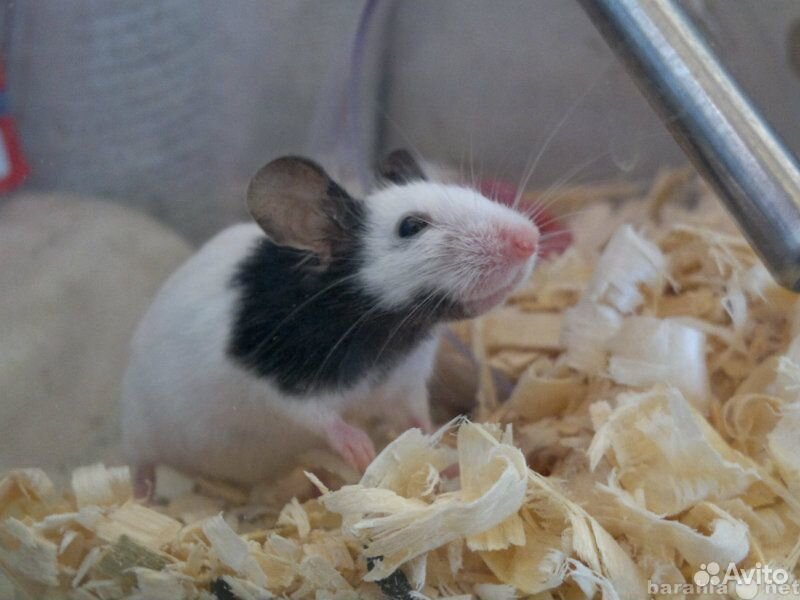 Мышь бамбуковая