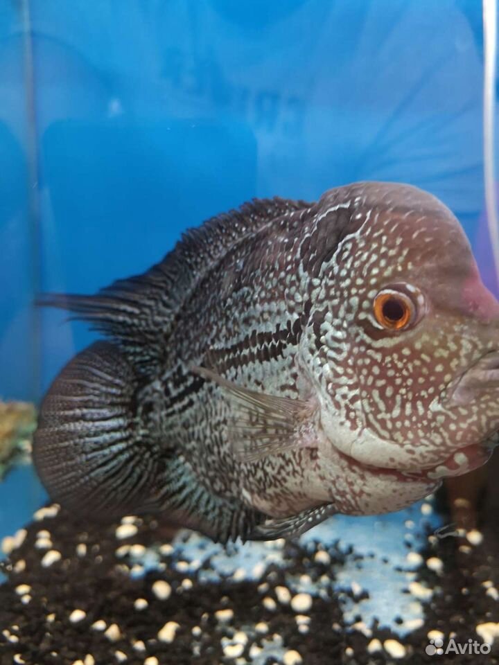 Камфа красная