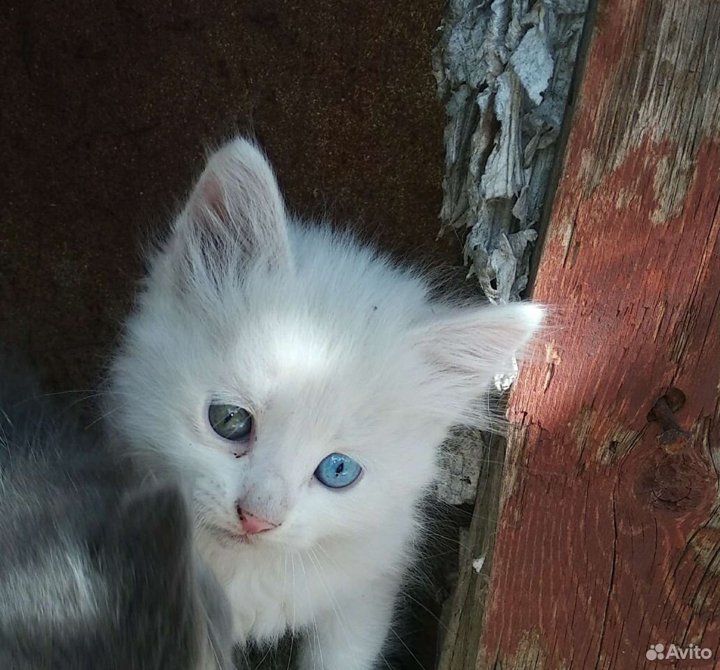 Белоснежный котенок с разными глазами