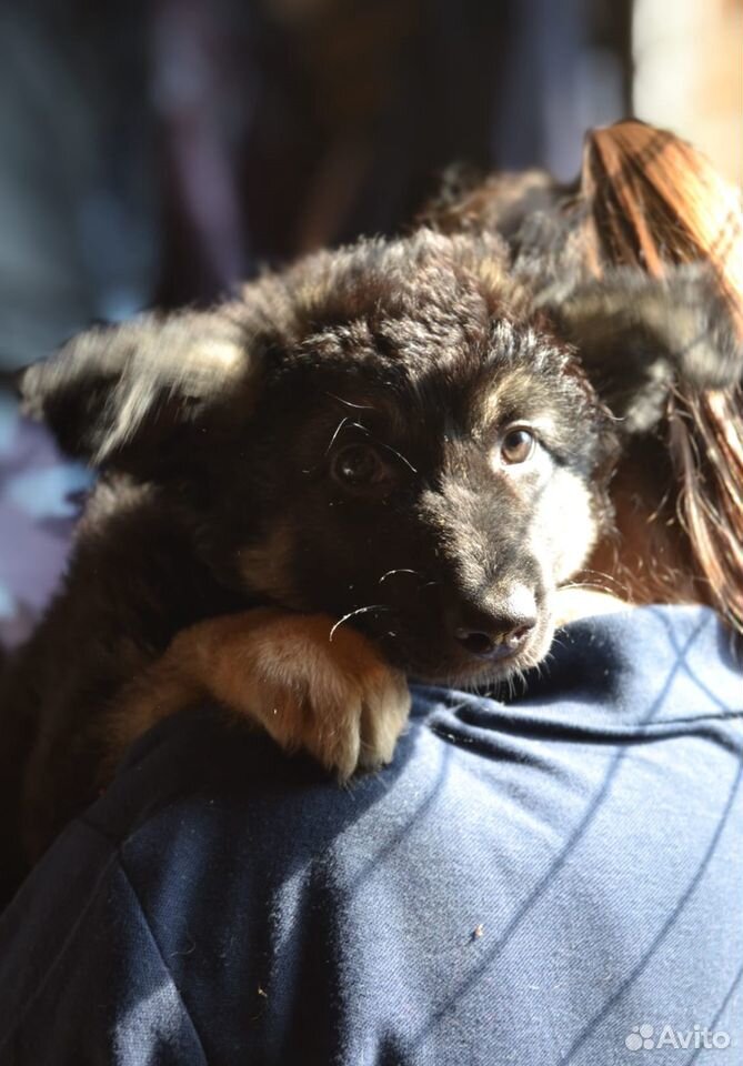 Спокойный щенок с необычной внешностью