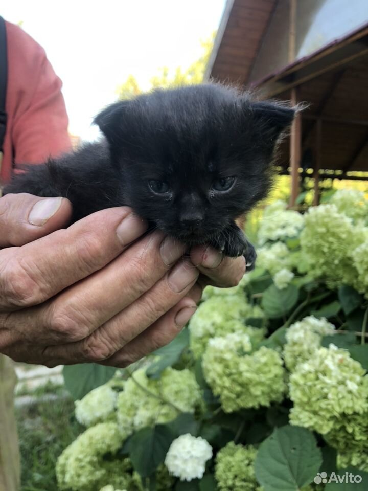 Котик в добрые руки