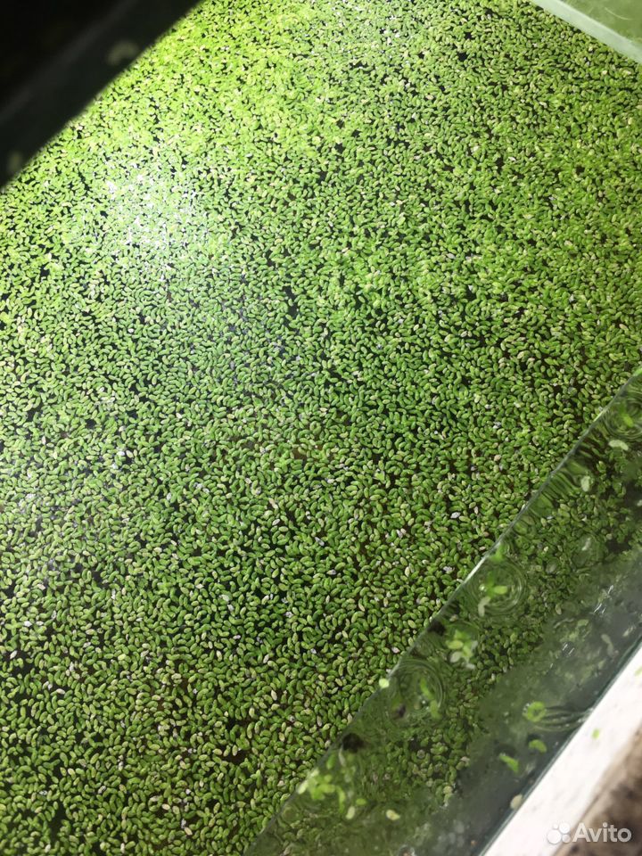 Растения аквариумные