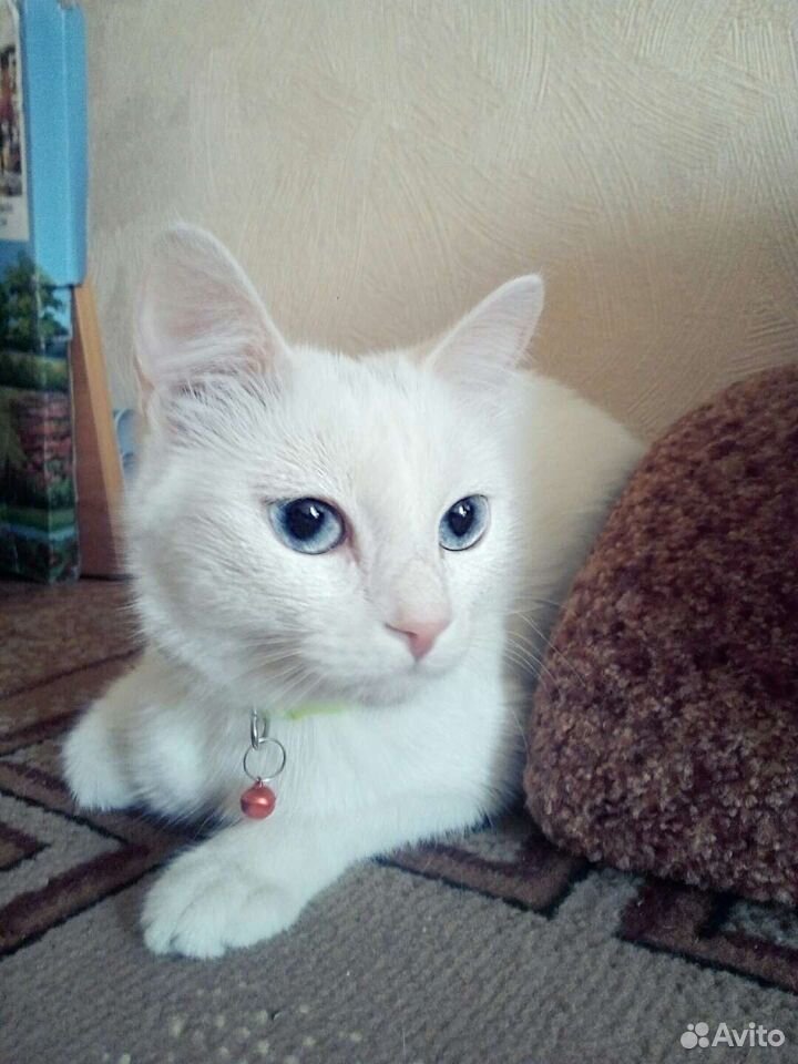 Кошечка Зефирка