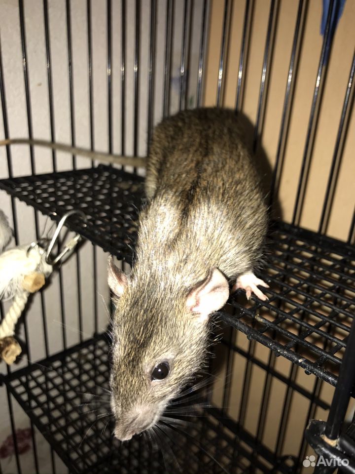 Крыска 8 месяцев