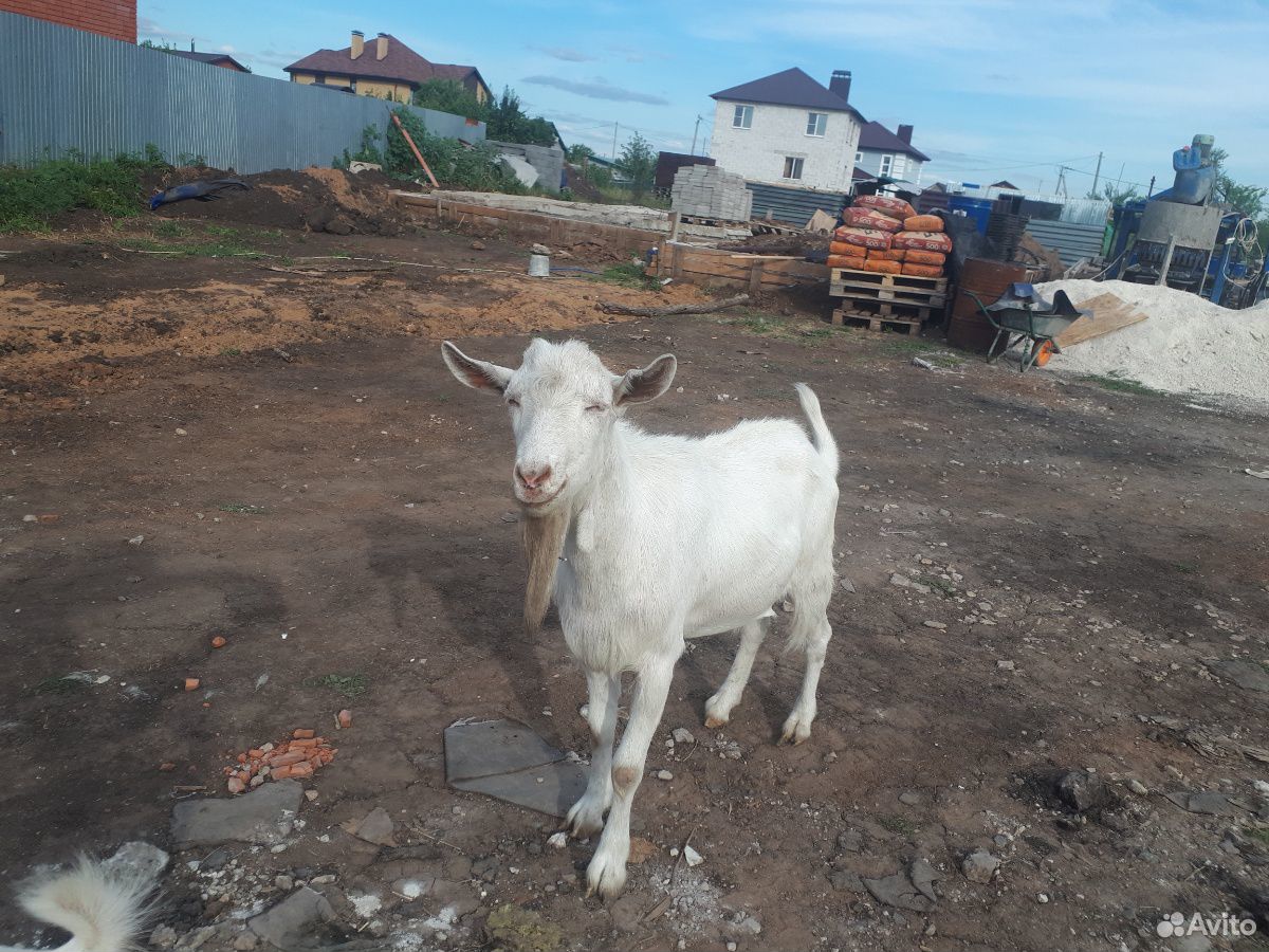 Козел на мясо