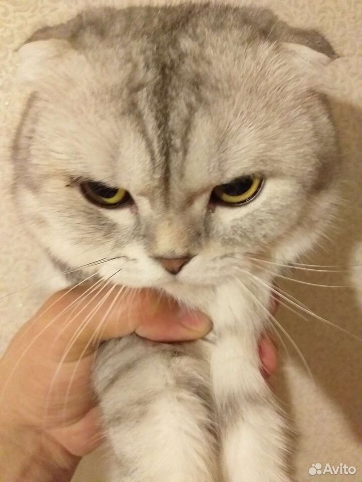 Кот на вязку бесплатно плюс корм