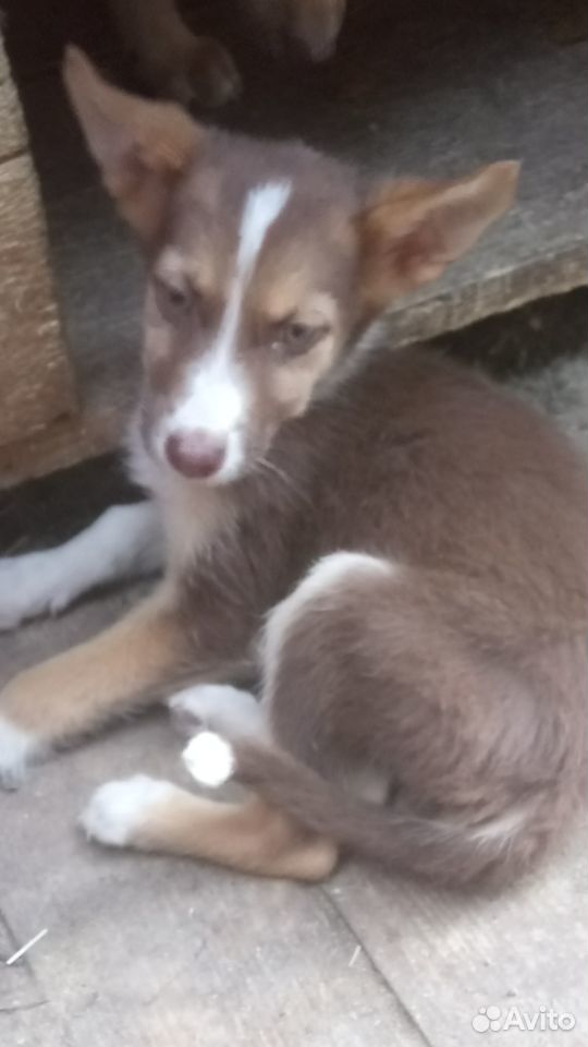 Щенок шоколадный заяц