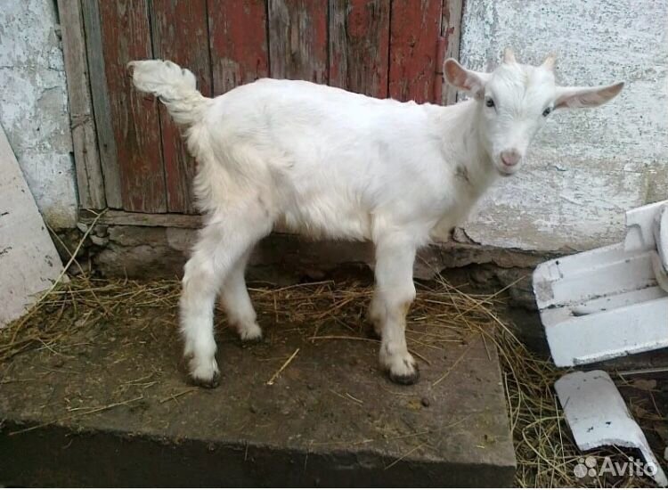Козочка 3 мес