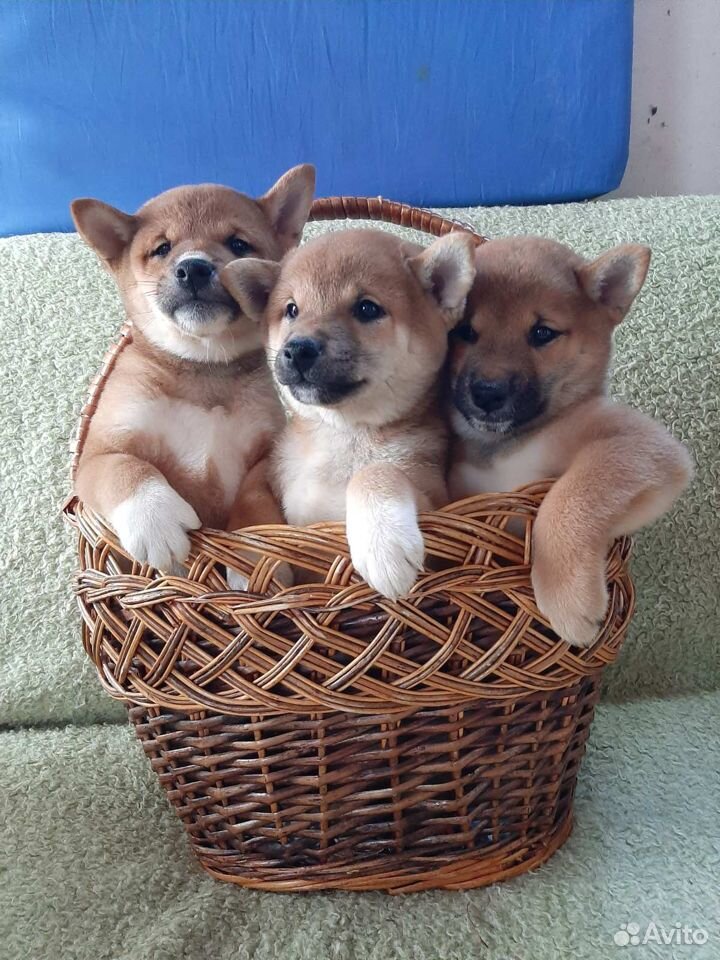 Корзинка со счастьем