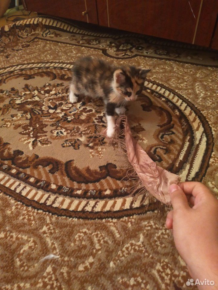 Милейший котенок